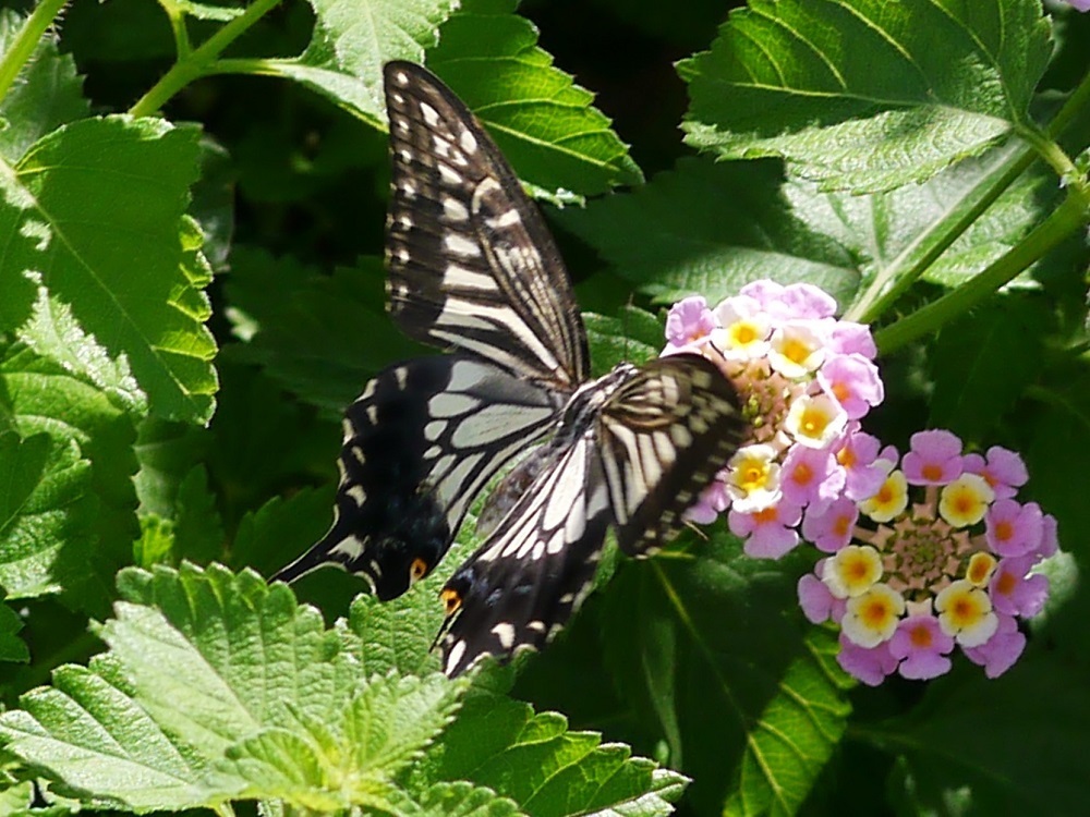 ランタナの花とナミアゲハ: mori-sanpo